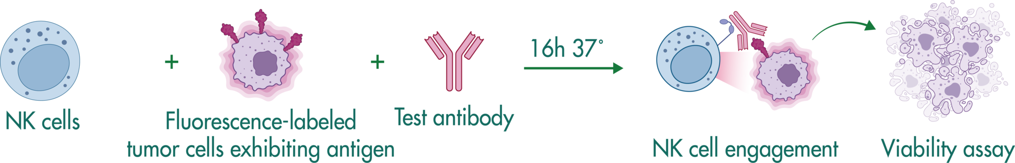 NK Cell Killing Assays | Reaction Biology